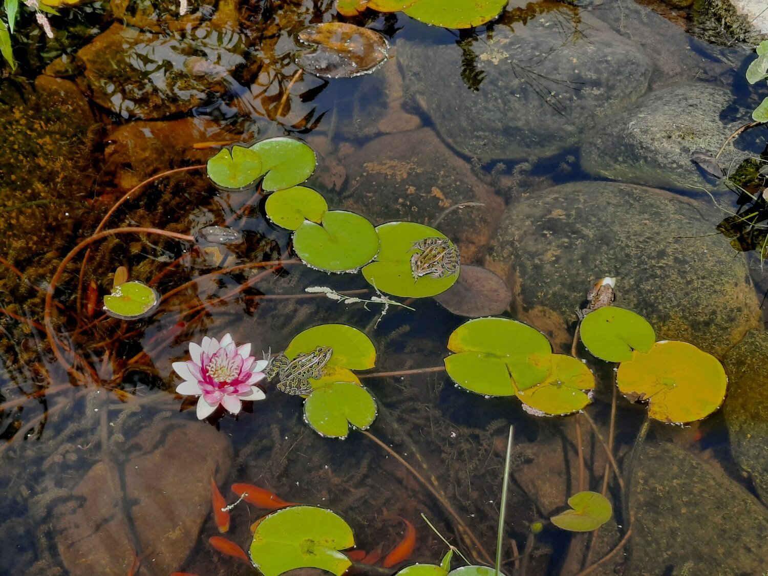Pond Maintenance Tips For Every Season - Clearwater Creations